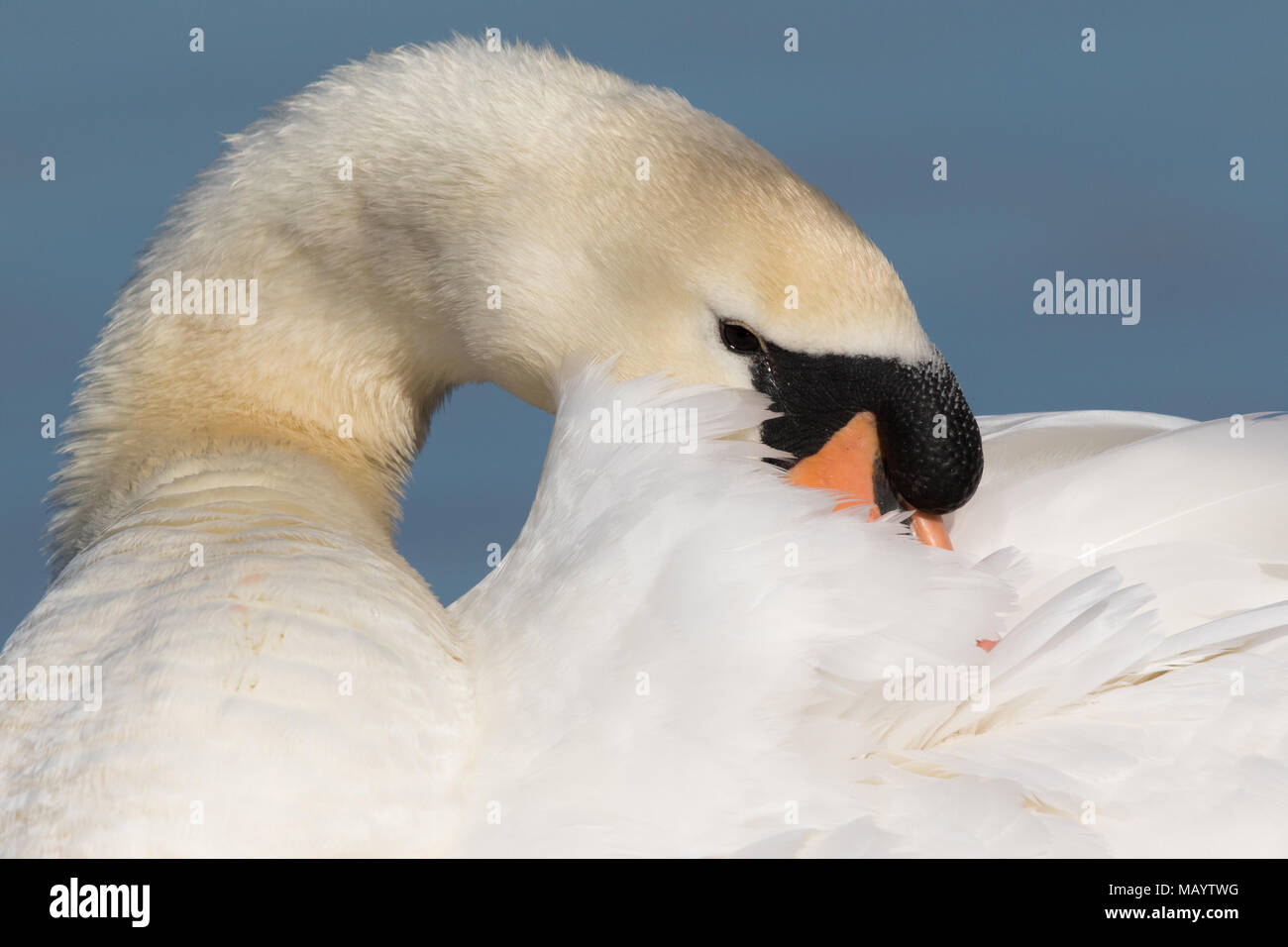 Preening swan hi-res stock photography and images - Alamy