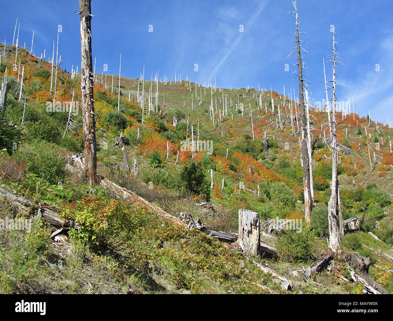 Windy ridge mt st hi-res stock photography and images - Alamy