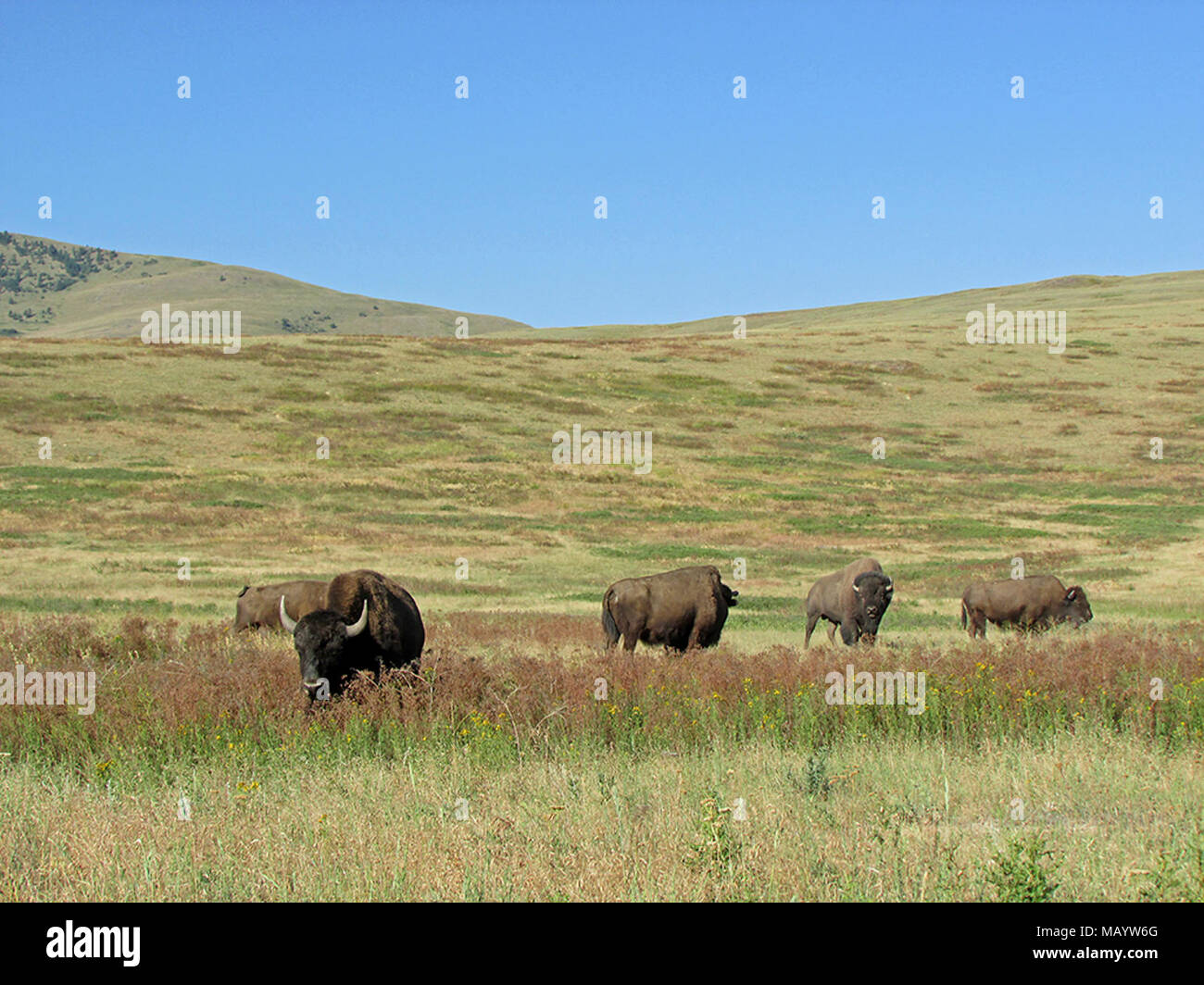 National Bison Range in MT Stock Photo - Alamy