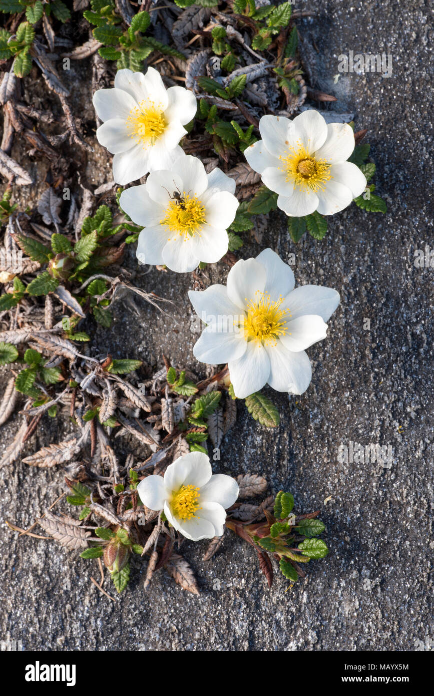 White dryad hi-res stock photography and images - Alamy