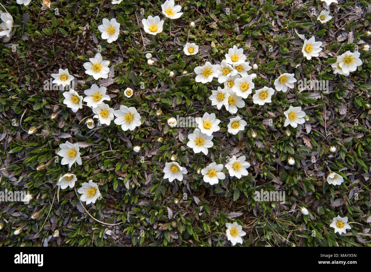 White dryad (Dryas octopetala), blossoms, Hohe Tauern National Park ...