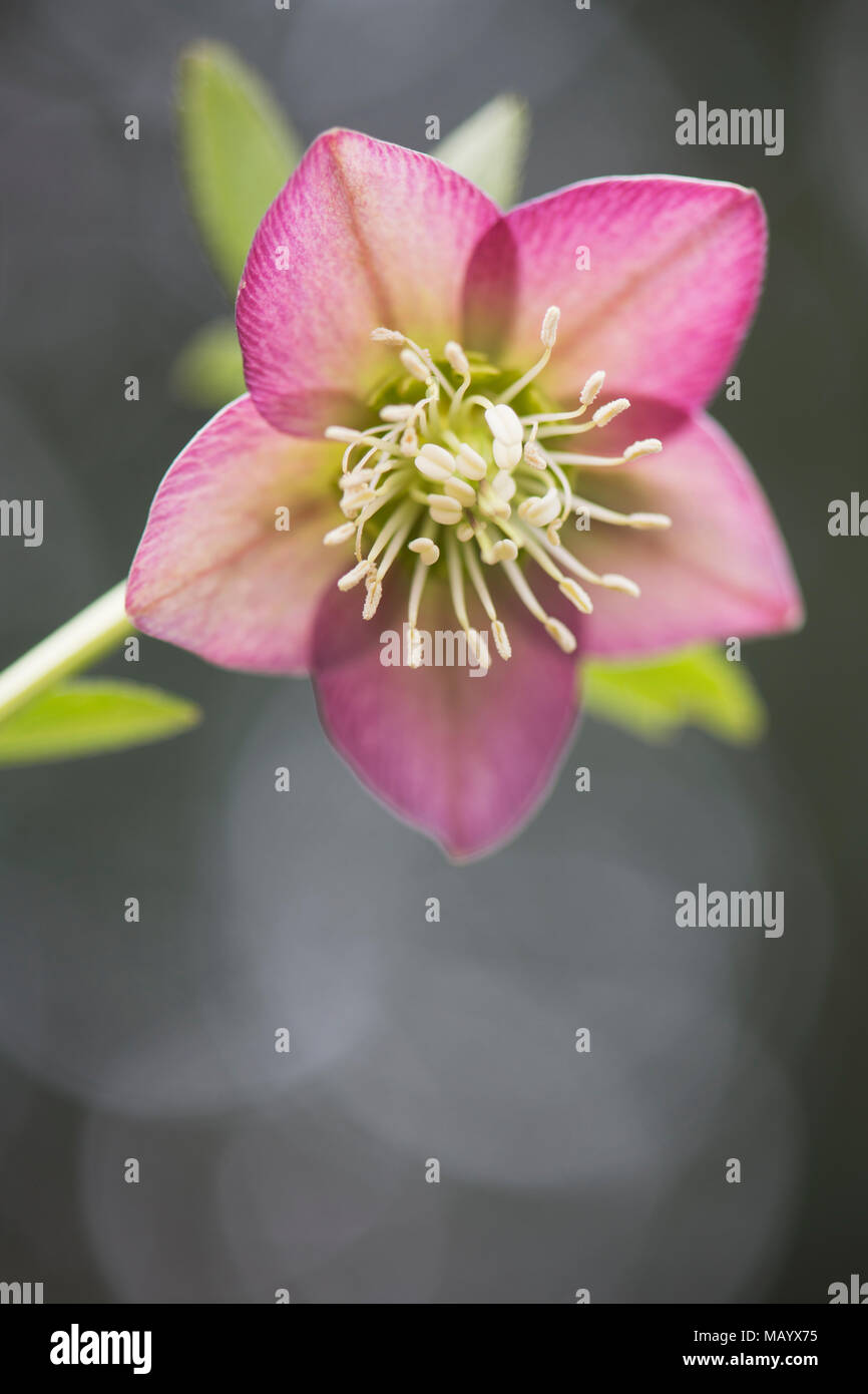 Lenten roses hi-res stock photography and images - Alamy
