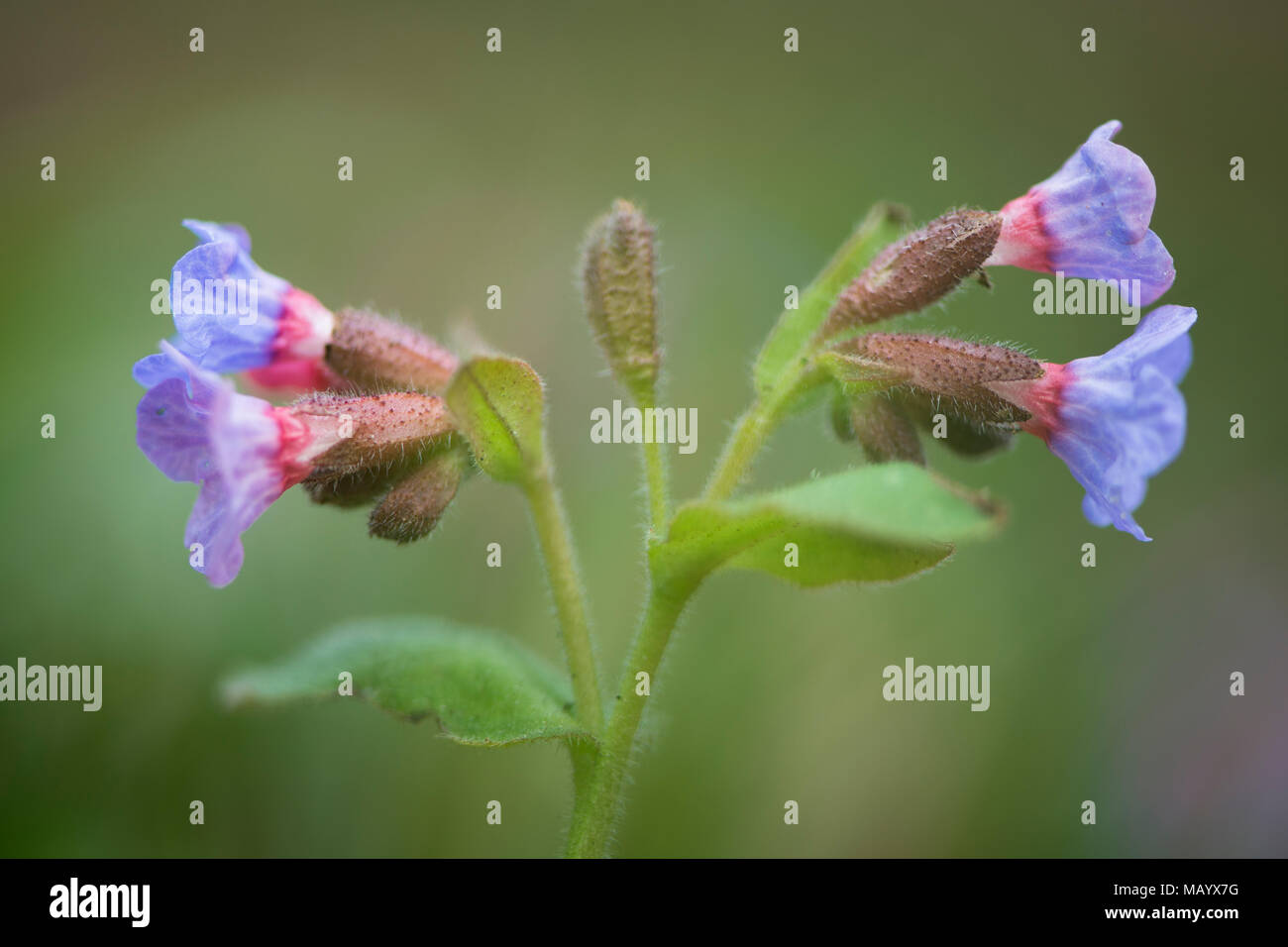 Lungwort (Pulmonaria officinalis), Emsland, Lower Saxony, Germany Stock ...