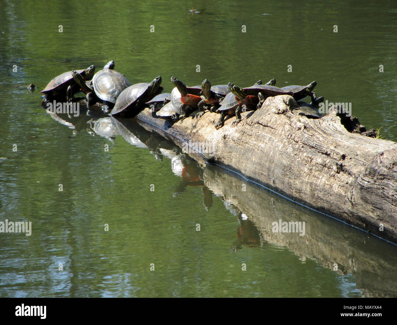 Western Turtles at Steigerwald Lake NWR in WA Stock Photo - Alamy