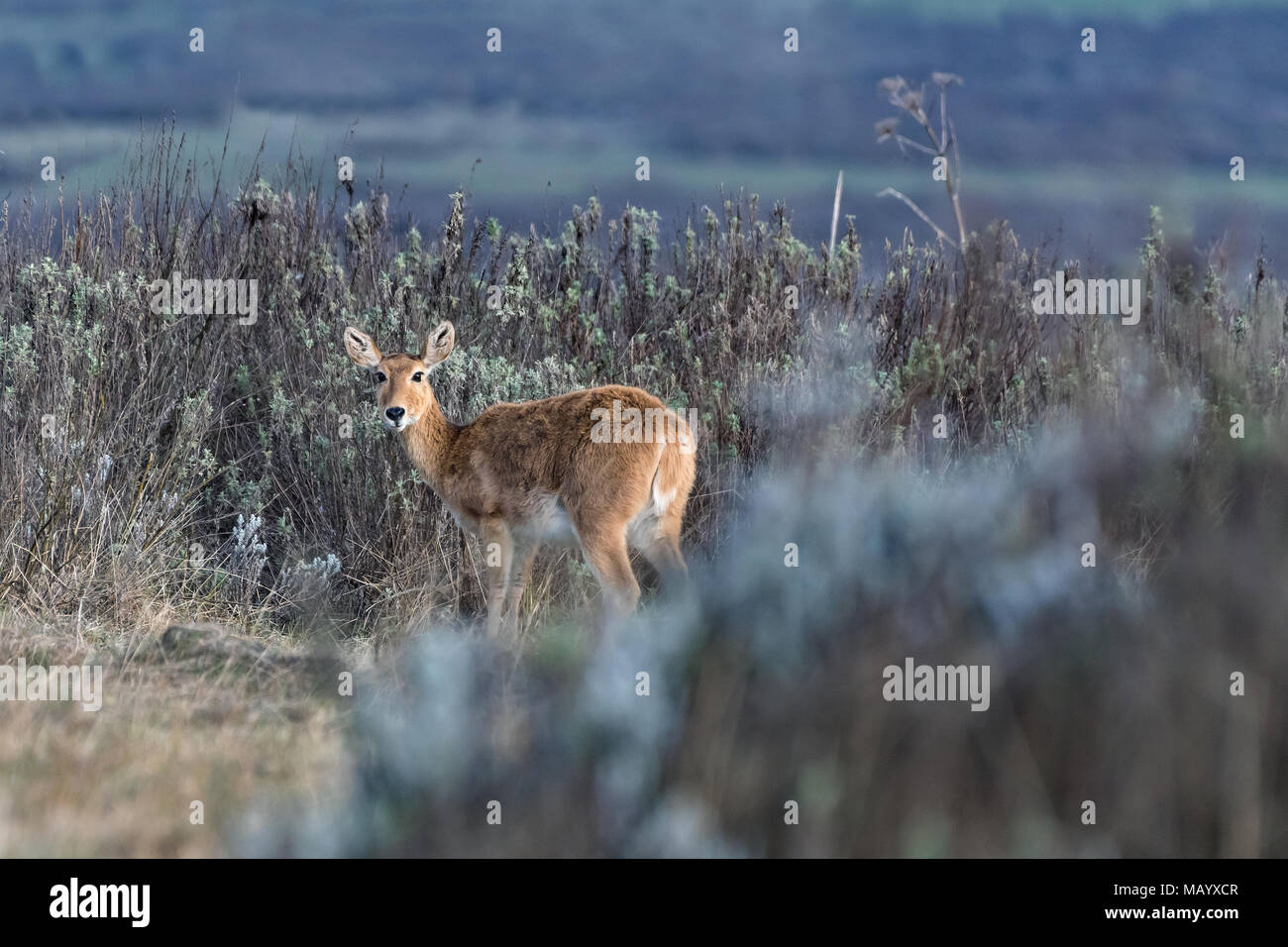 Bohor Reedbuck (Redunca redunca), Bale mountains, Ethiopia Stock Photo ...