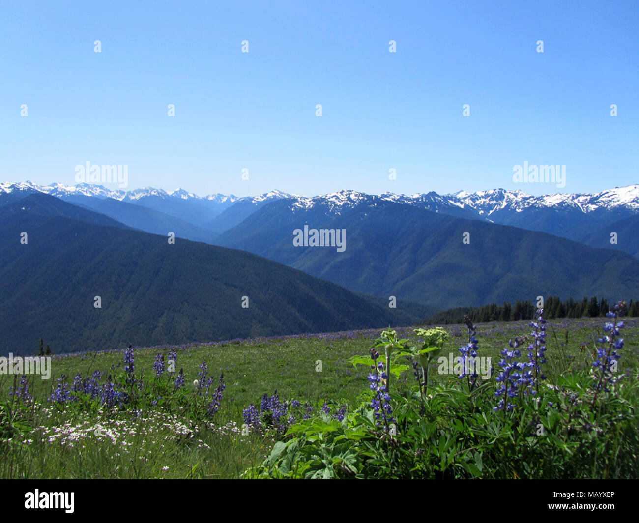 Hurricane Ridge at Olympic NP in WA Stock Photo - Alamy
