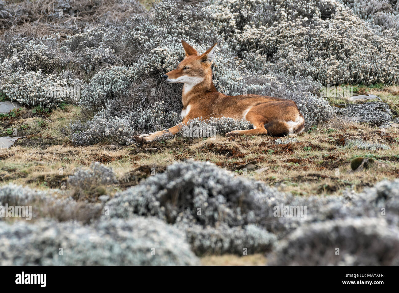 Simien Wolf (Canis simiensis), Sanetti plateau, Ethiopia Stock Photo ...