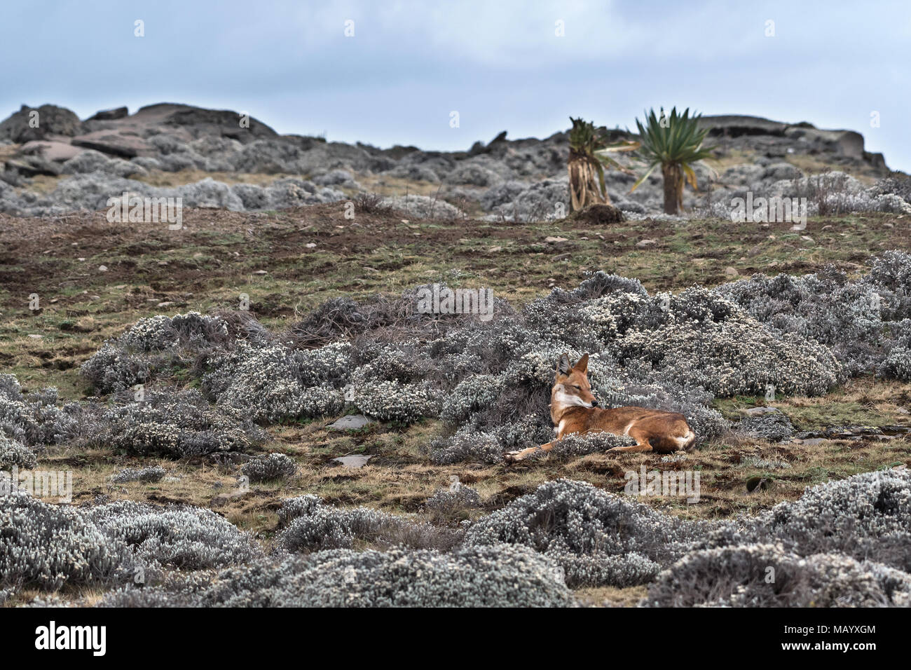 Simien Wolf (Canis simiensis), Sanetti plateau, Ethiopia Stock Photo ...