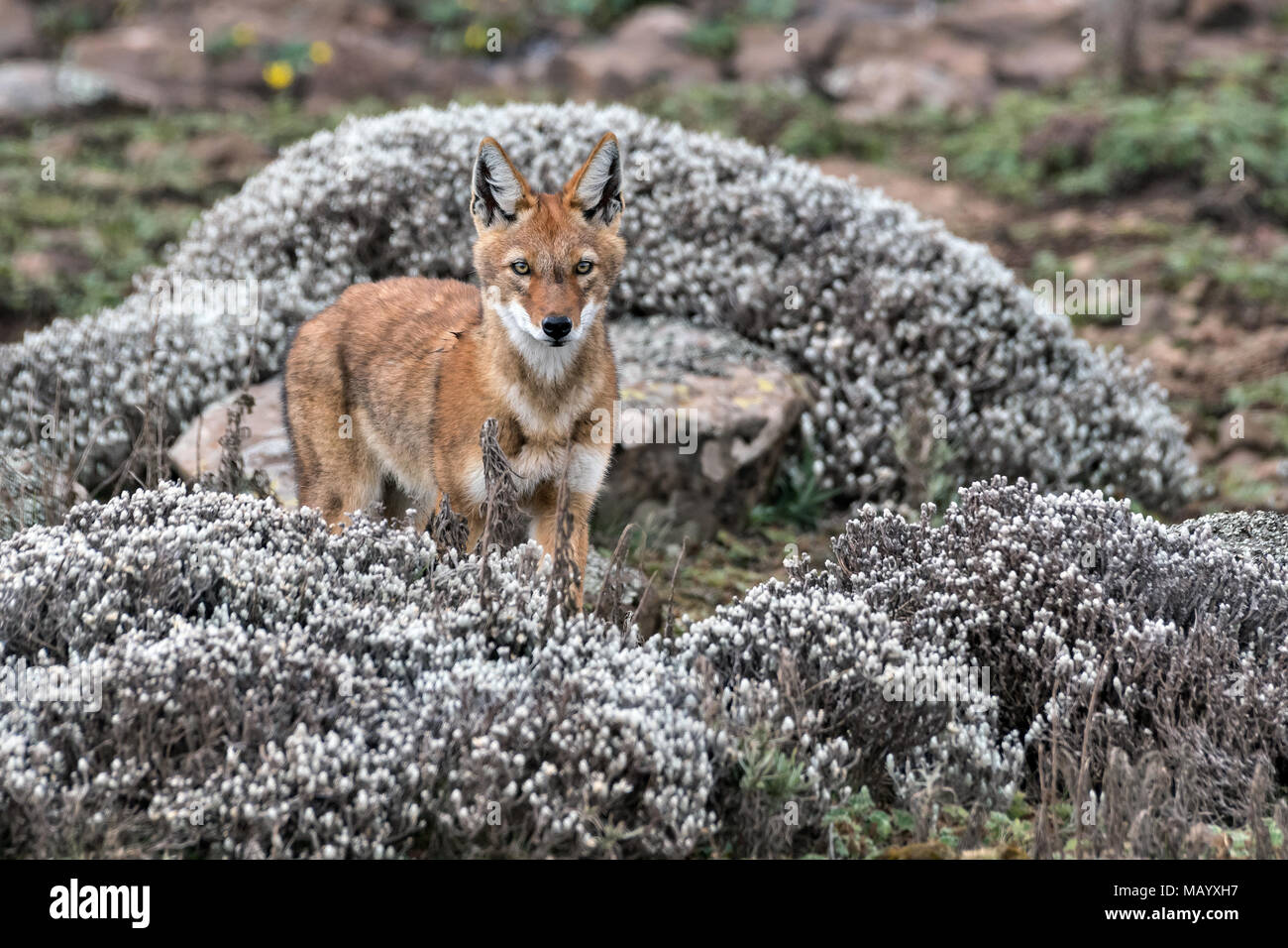 Simien Wolf (Canis simiensis), Sanetti plateau, Ethiopia Stock Photo ...