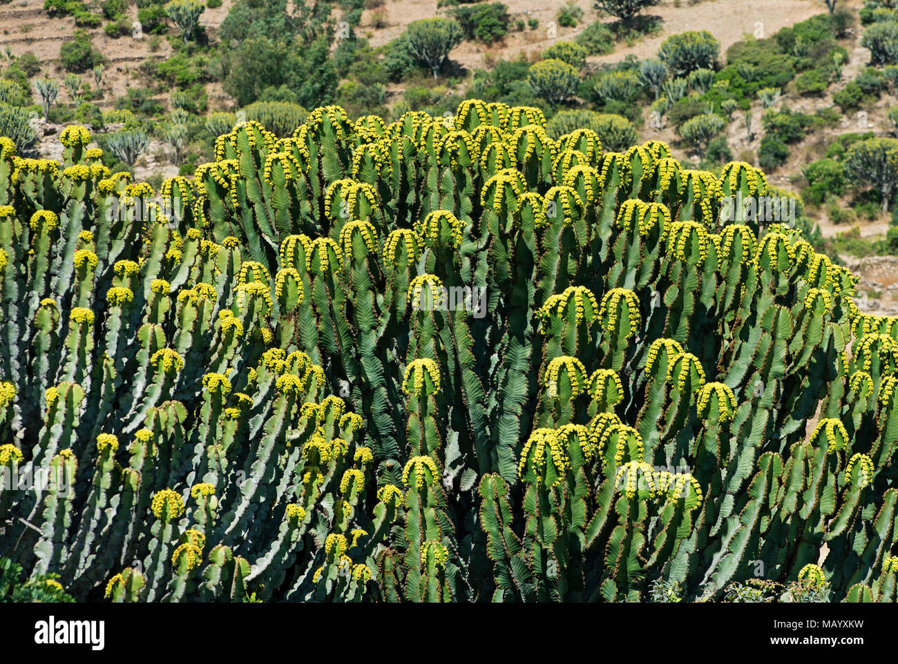 Flowering candelabra tree (Euphorbia candelabrum), yellow flowers ...