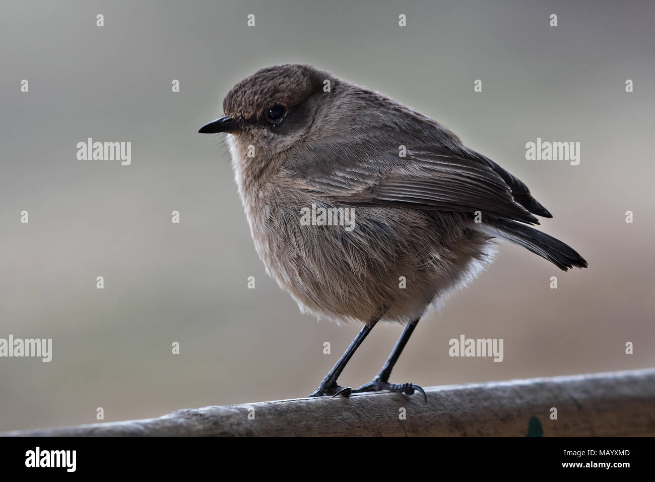 Ethiopian chat hi-res stock photography and images - Alamy