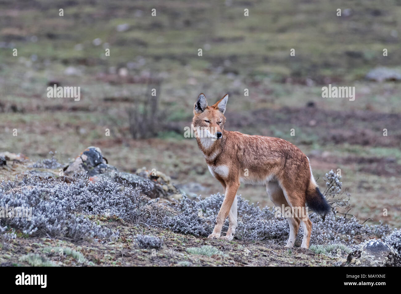 Simien Wolf (Canis simiens), Sanetti plateau, Ethiopia Stock Photo - Alamy