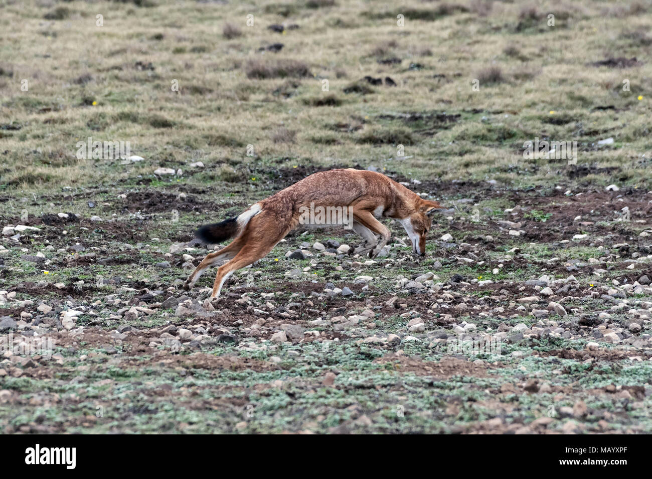 Simien Wolf (Canis simiens), Sanetti plateau, Ethiopia Stock Photo - Alamy