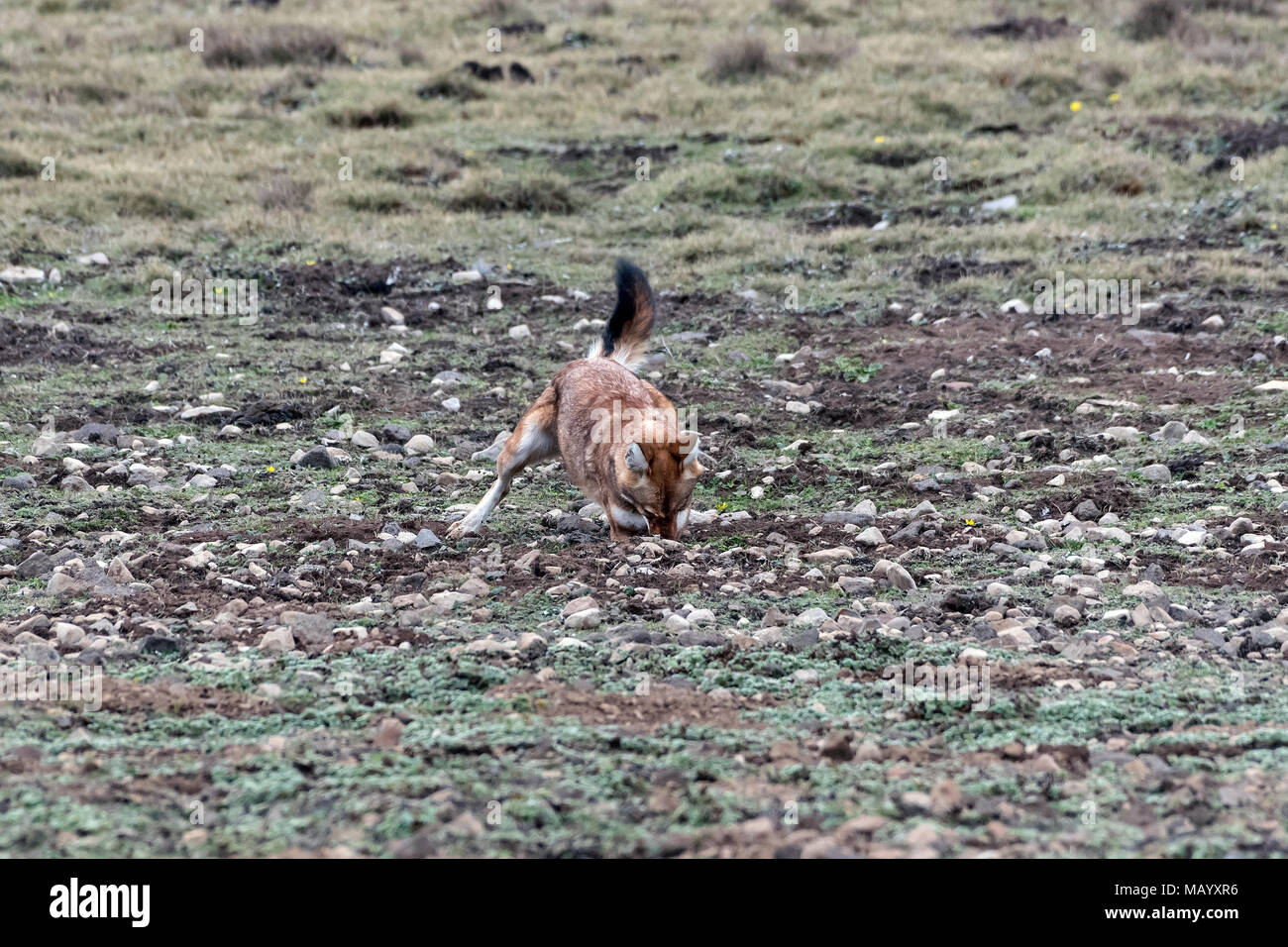 Simien Wolf (Canis simiens), Sanetti plateau, Ethiopia Stock Photo - Alamy