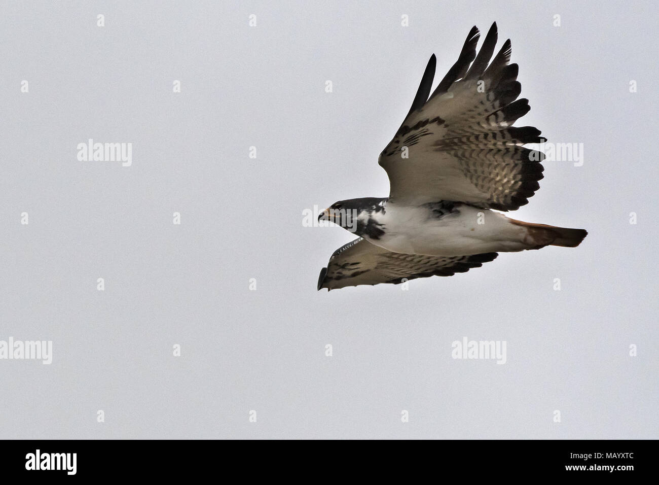 Augur Buzzard (Buteo augur), Ethiopia Stock Photo - Alamy