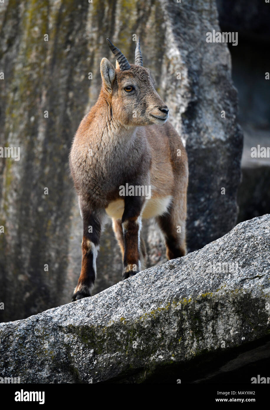 Alpine Ibex (Capra ibex), young on rock, captive Stock Photo - Alamy