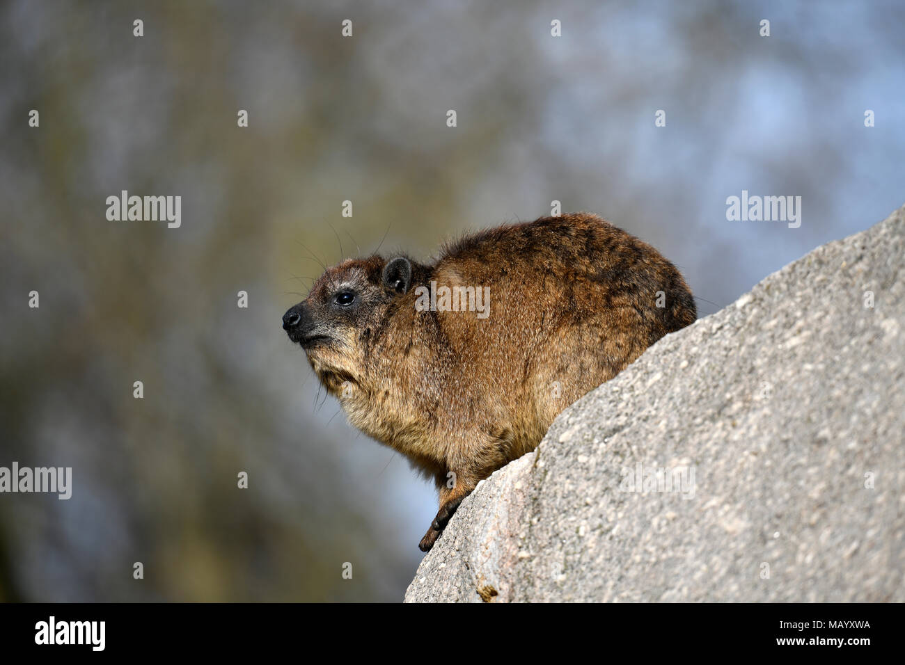 Cape hyrax (Procavia capensis) on rock, captive Stock Photo - Alamy