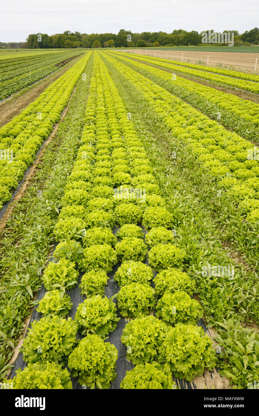 Field with rows of grown lettuce heads, ready for harvesting ...