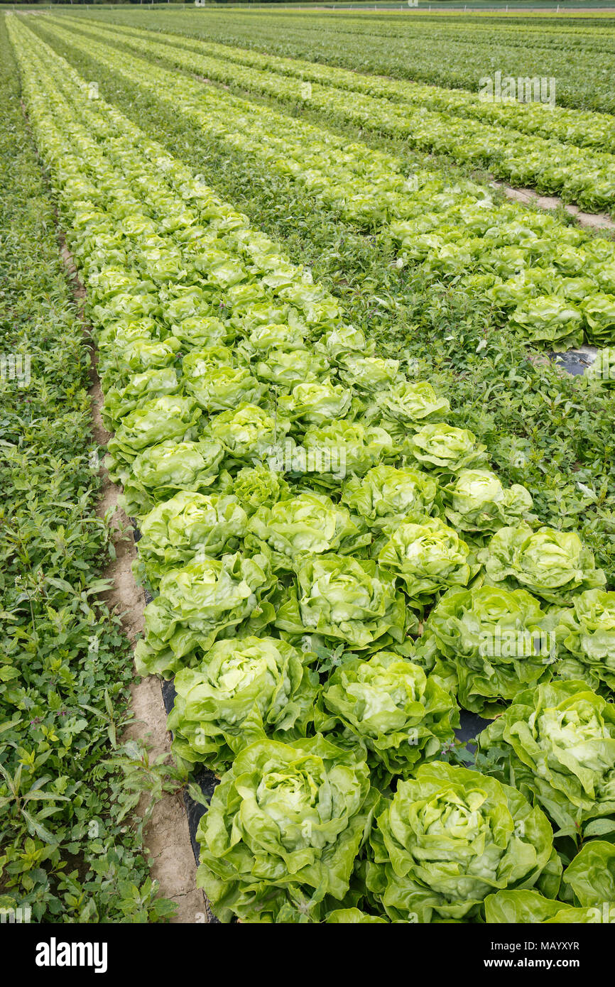 Field with rows of grown lettuce heads, ready for harvesting ...