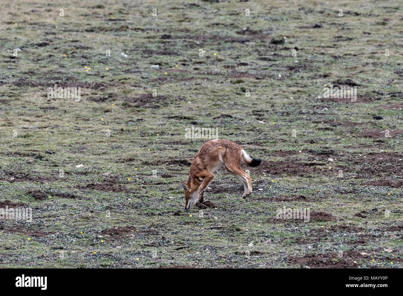 Simien Wolf (Canis simiens), Sanetti plateau, Ethiopia Stock Photo - Alamy