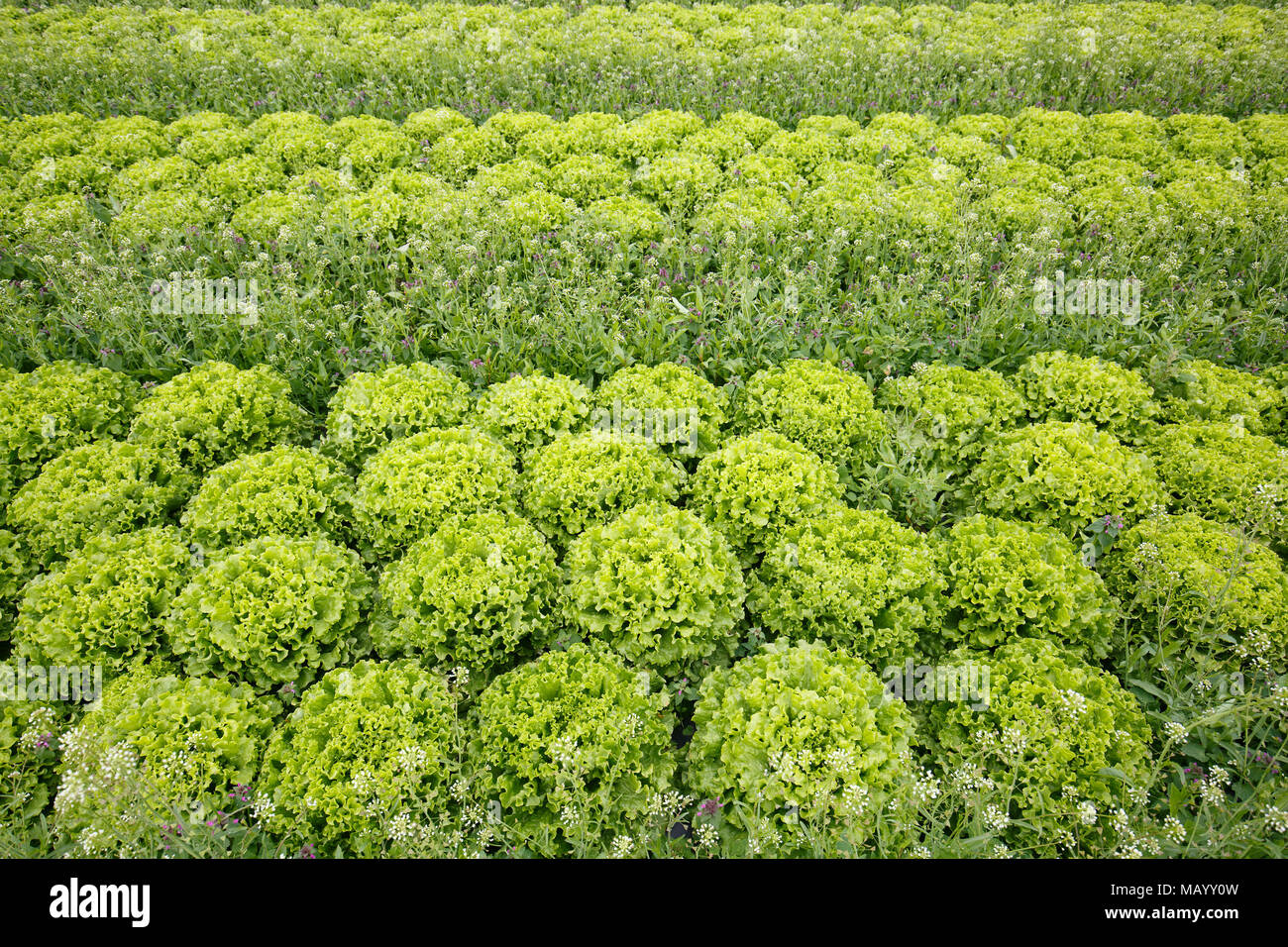 Field with rows of grown lettuce heads, ready for harvesting ...