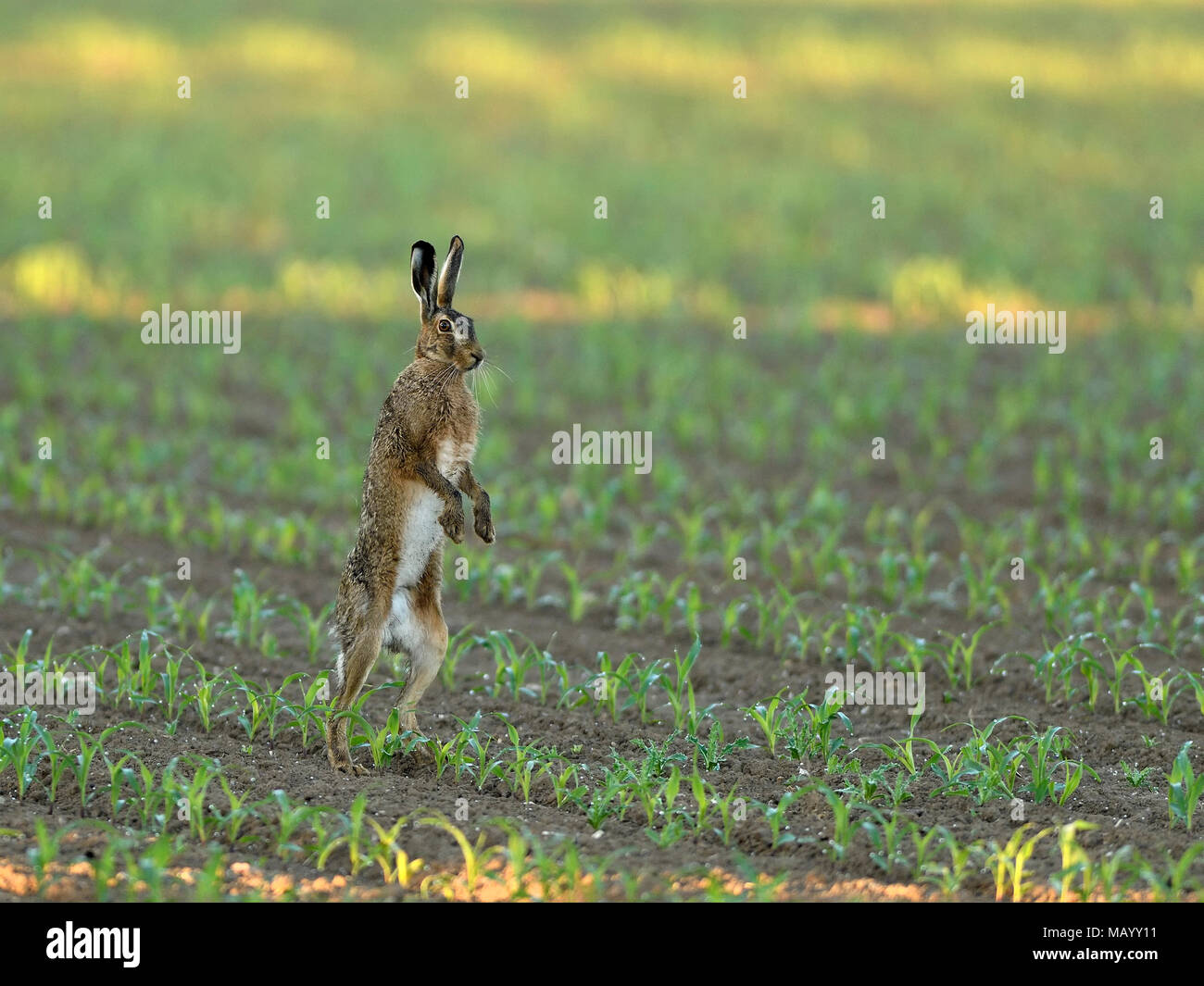 Hare on hind legs hi-res stock photography and images - Alamy