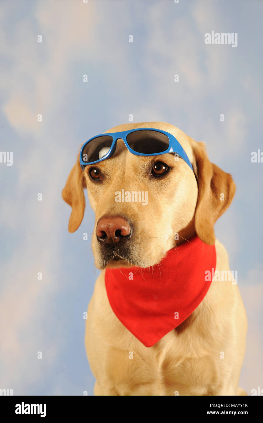 Black And Yellow Labs Wearing Sunglasses