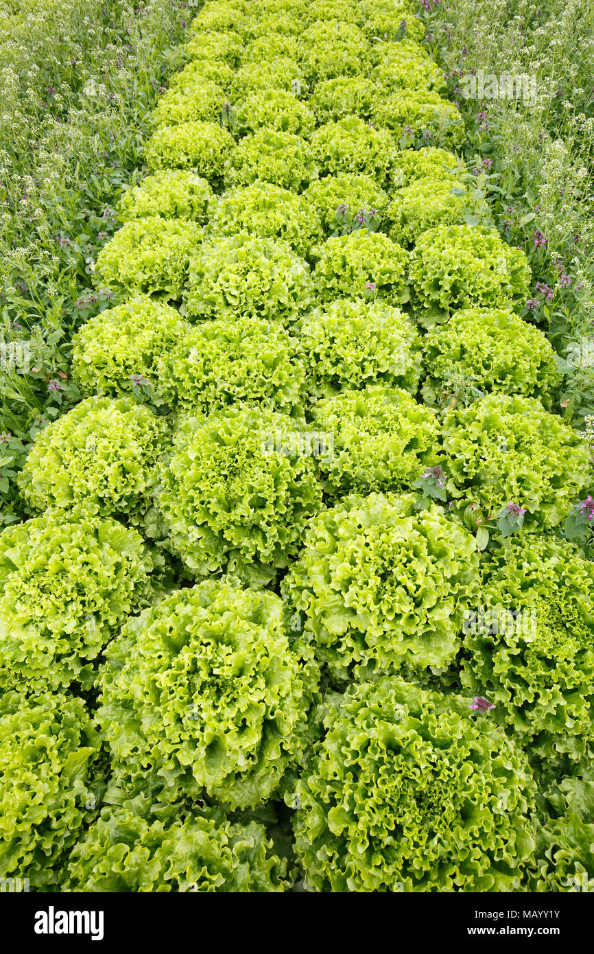 Field with rows of grown lettuce heads, ready for harvesting ...