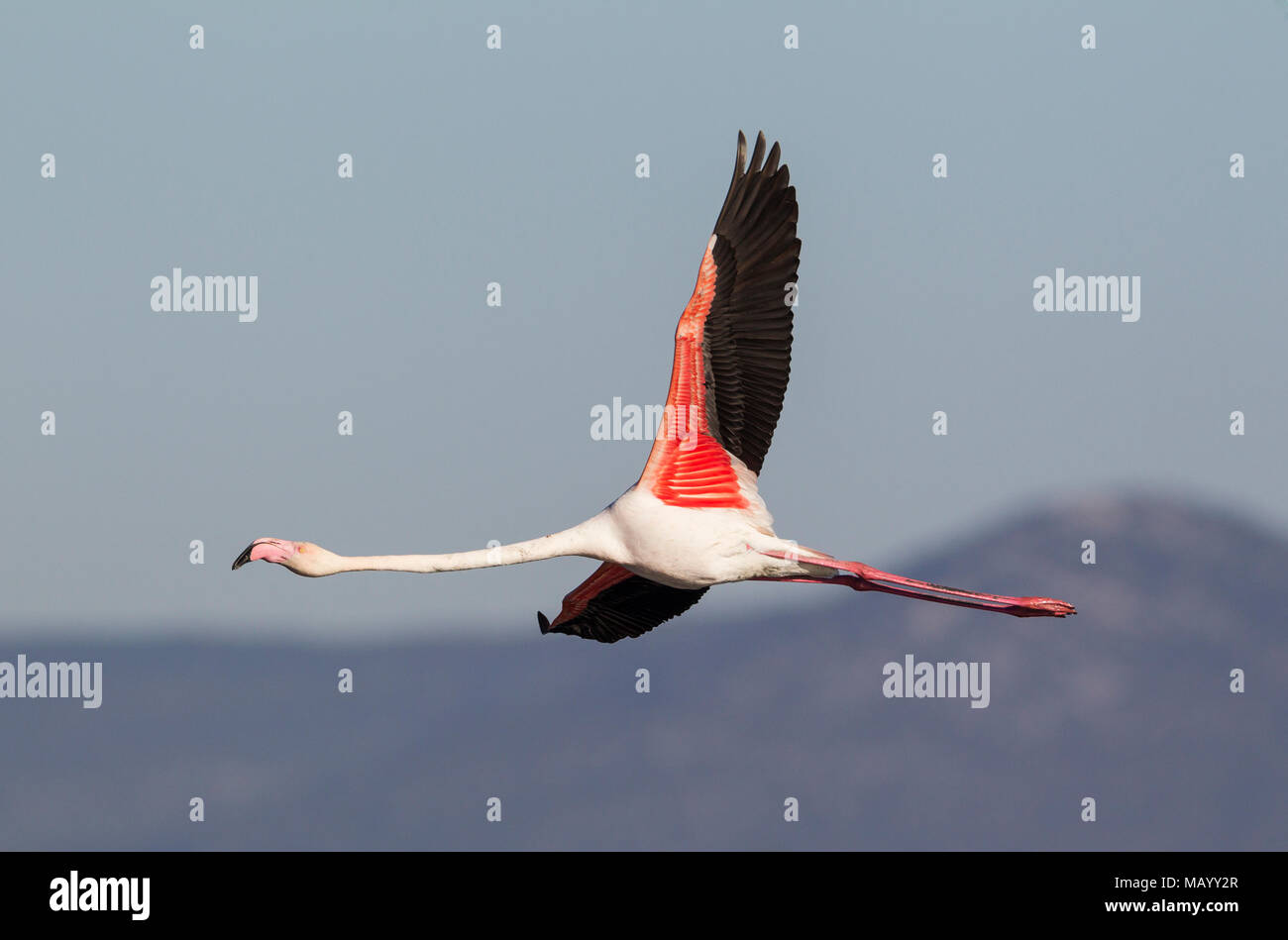 Flamingo flap wings hi-res stock photography and images - Alamy