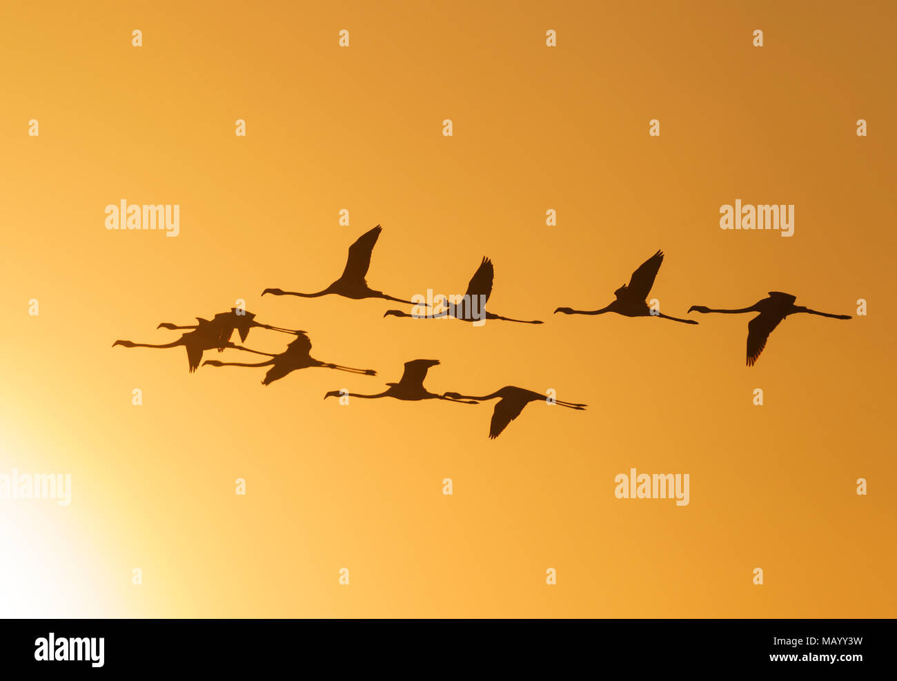 Silhouette of flamingo in flight hi-res stock photography and images ...