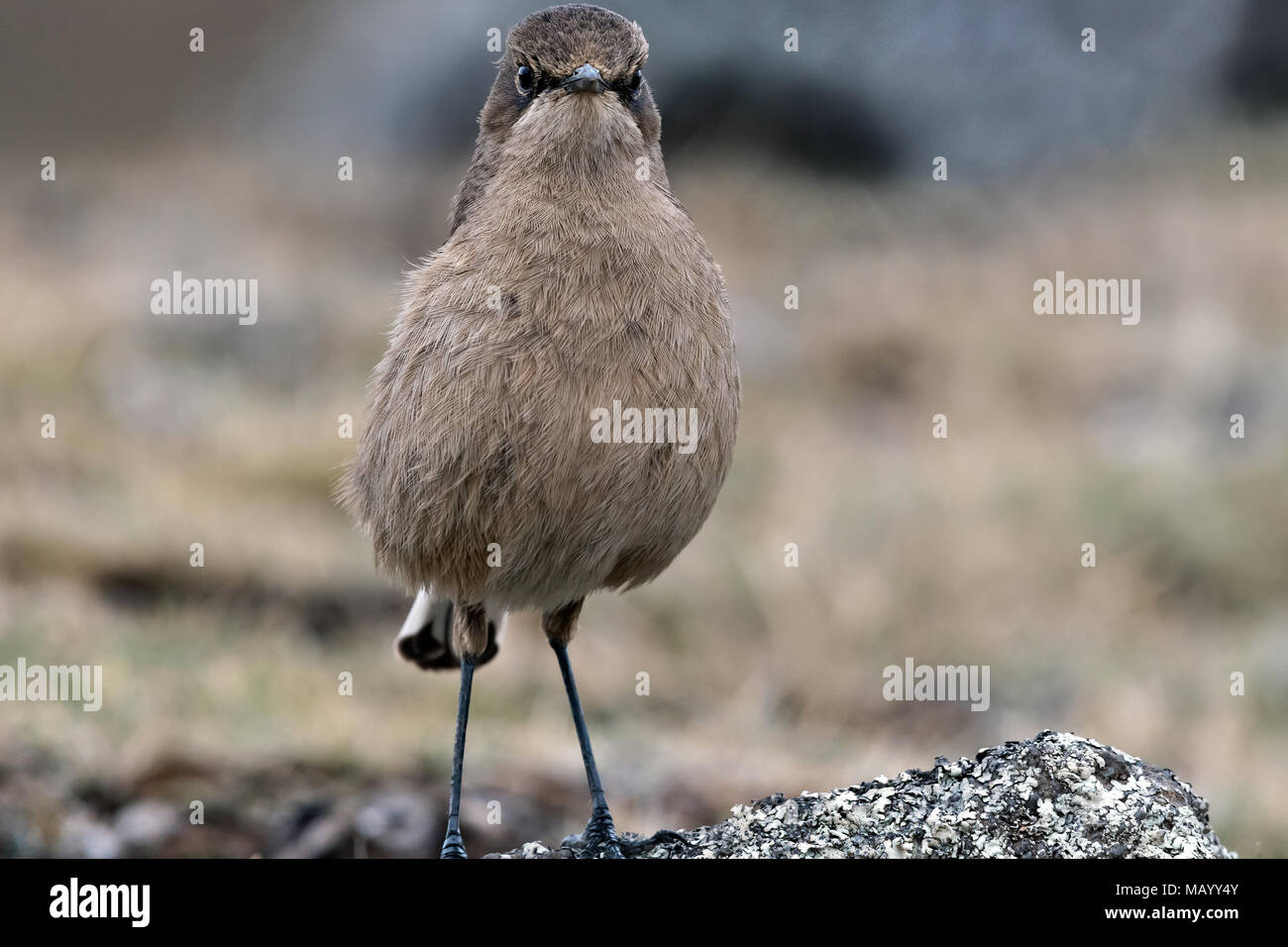 Ethiopian chat hi-res stock photography and images - Alamy