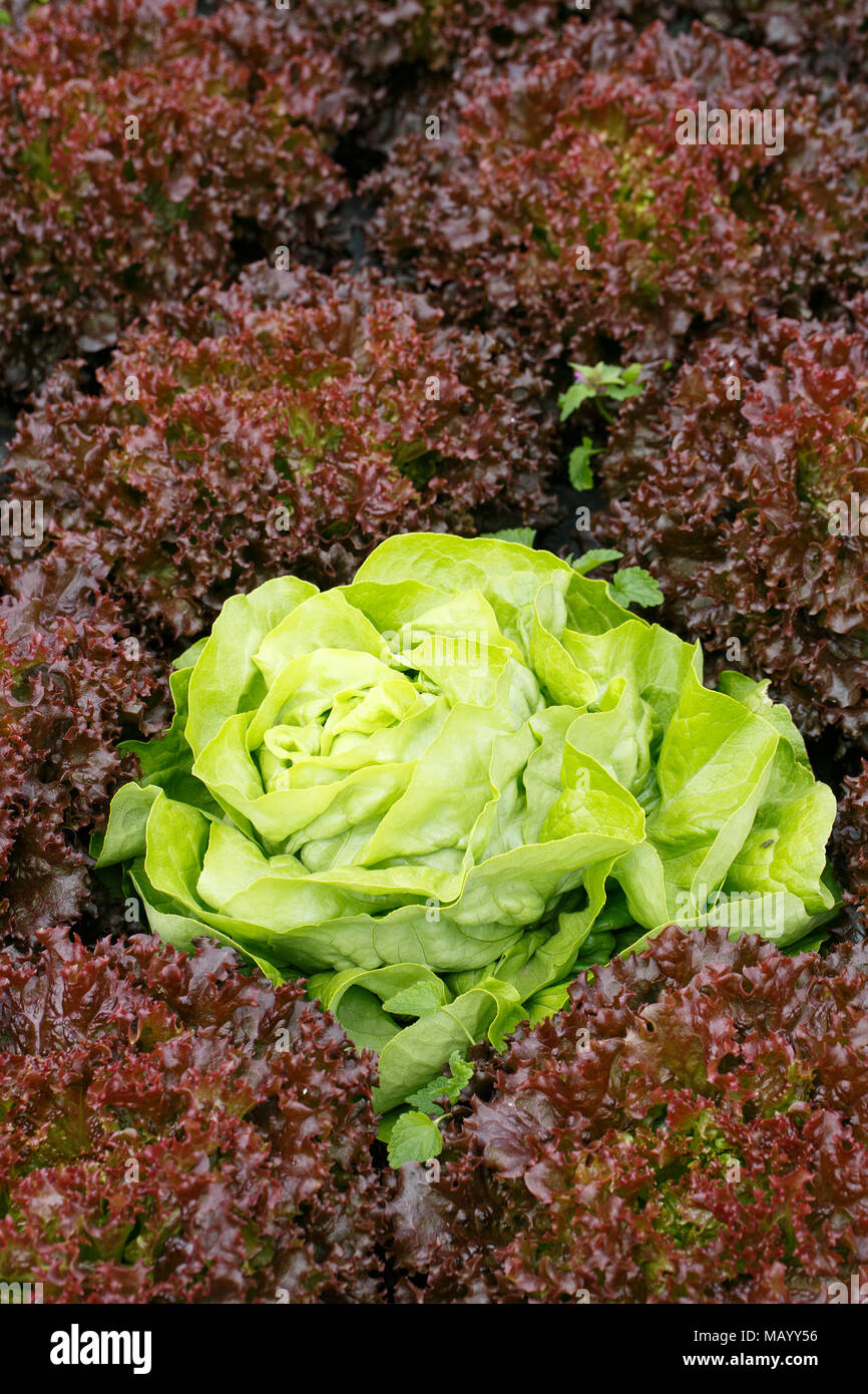 Picture perfect green lettuce head surrounded by red lettuce ...