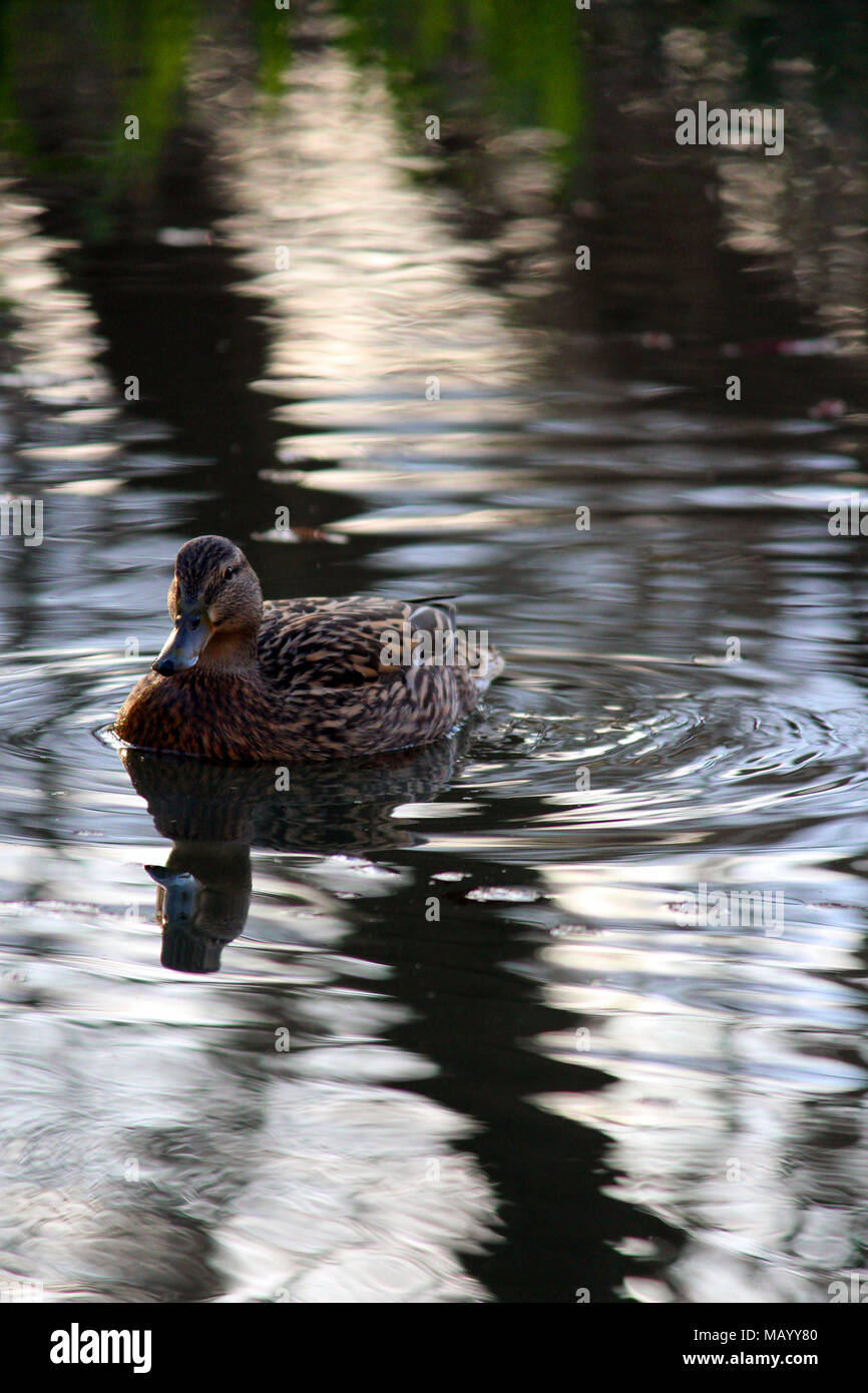 Duck grave hi-res stock photography and images - Alamy