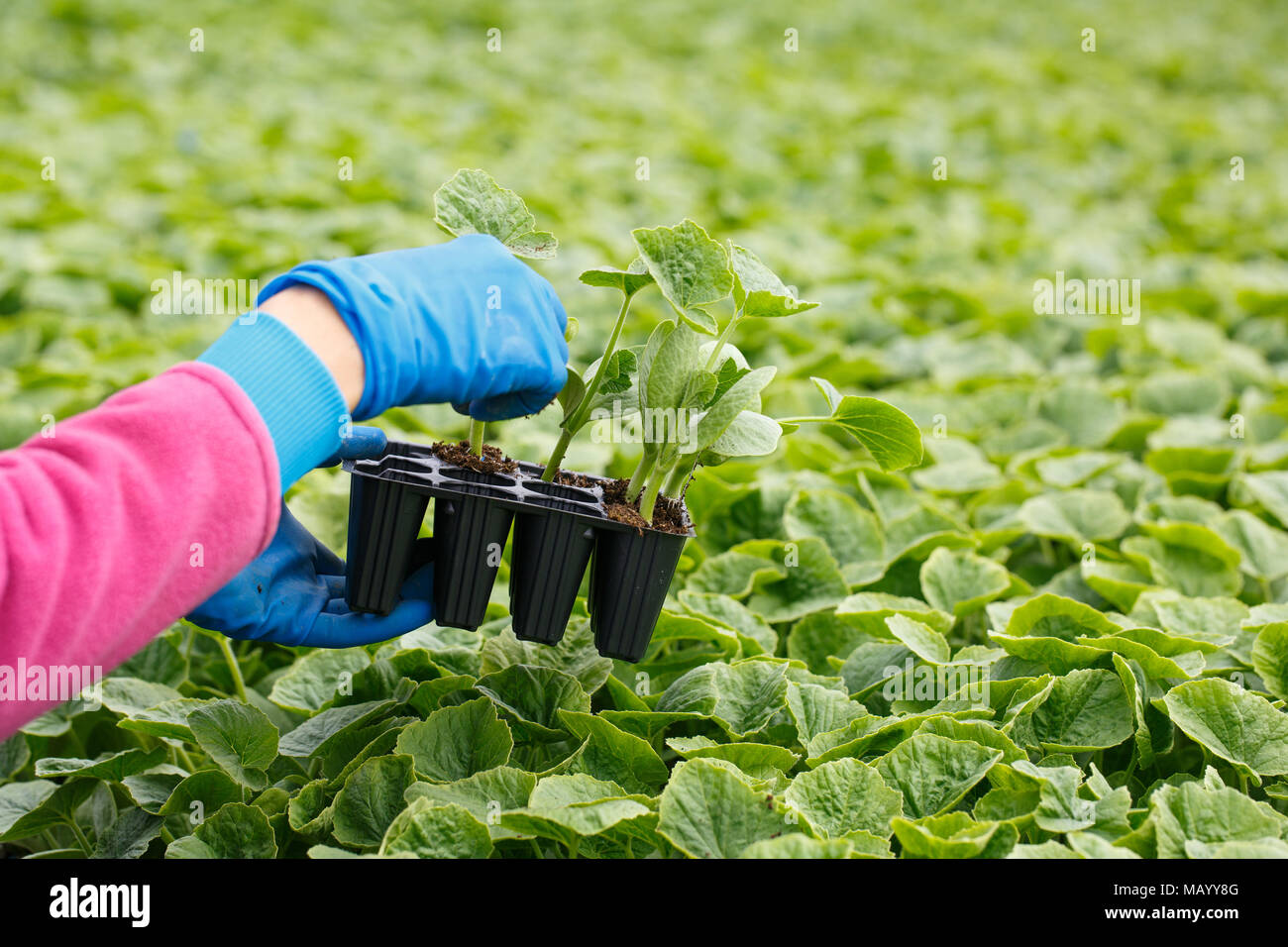 Mass production of plants hi-res stock photography and images - Alamy