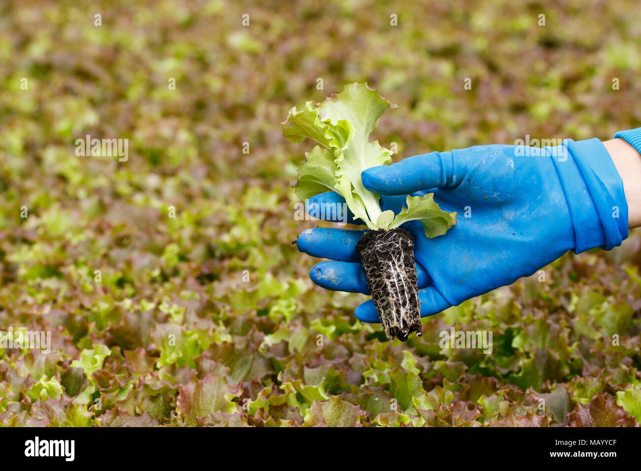 Transplanting lettuce hi-res stock photography and images - Alamy