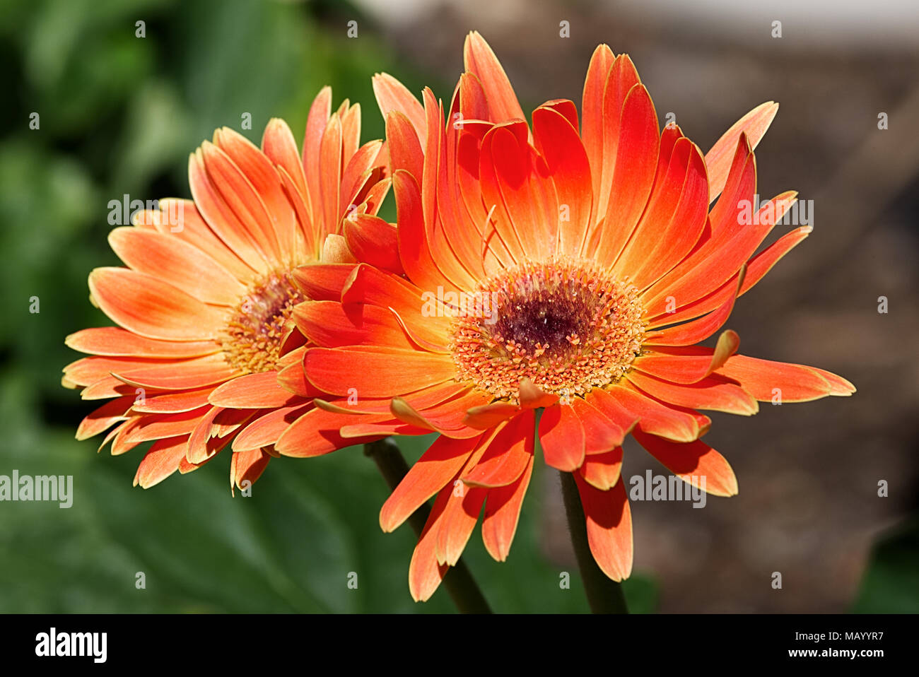 Two Orange Gerberas In A Garden Stock Photo - Alamy