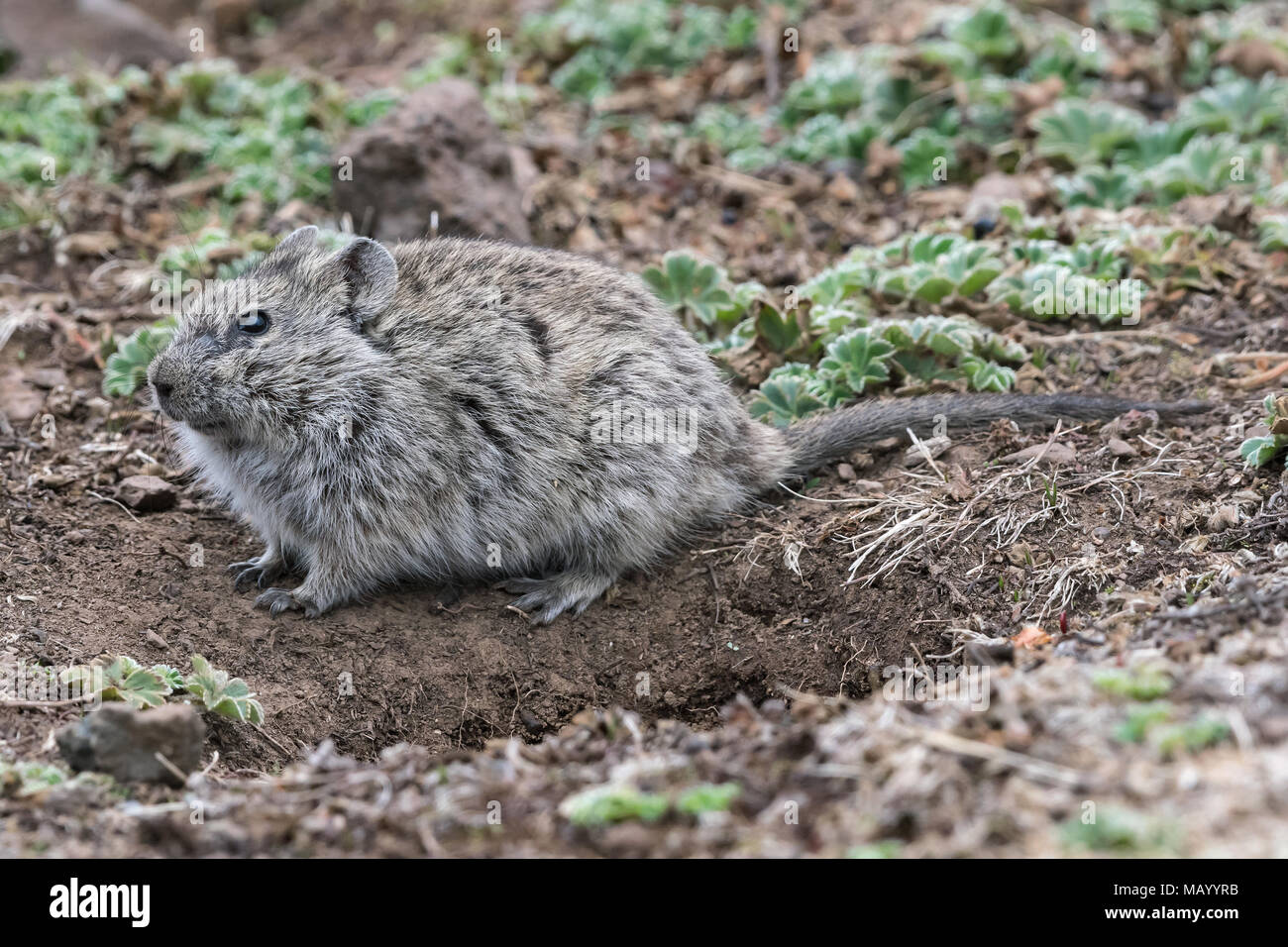 Blicks Grass-rat (Arvicanthis blicki), Sanetti plateau, Ethiopia Stock ...