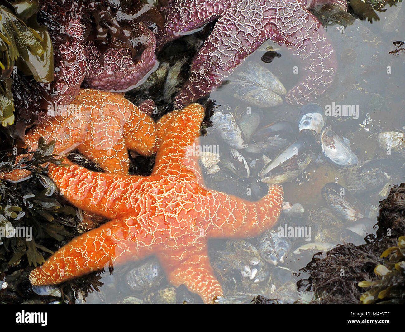 Starfish at Yaquina Head in Newport, Oregon Stock Photo - Alamy