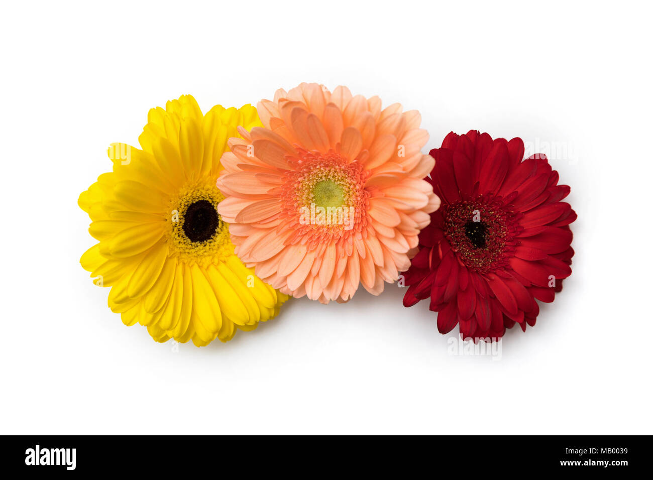 gerbera flower heads isolated on white background Stock Photo - Alamy