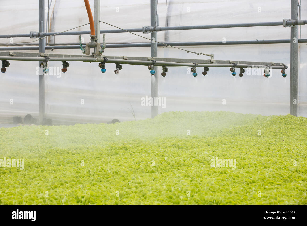 Greenhouse sprinkler hi-res stock photography and images - Alamy