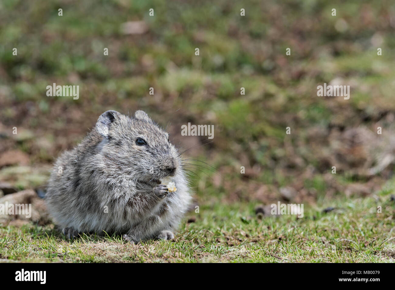 Blicks Grass-rat (Arvicanthis blicki), Sanetti plateau, Ethiopia Stock ...