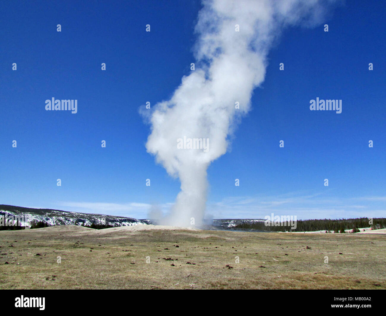 Old Faithful at Yellowstone NP in WY Stock Photo - Alamy