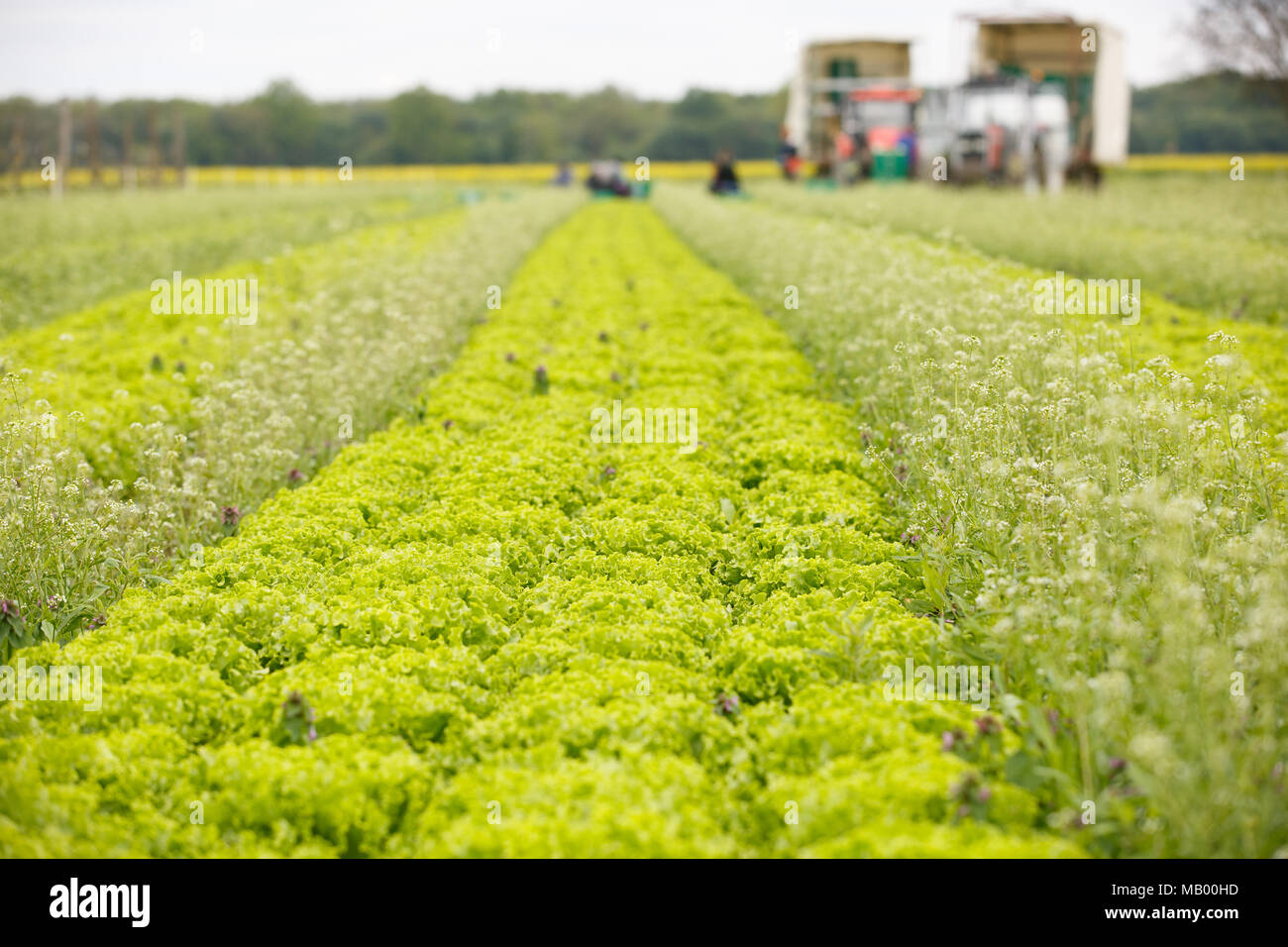Lettuce harvest field workers hi-res stock photography and images - Alamy
