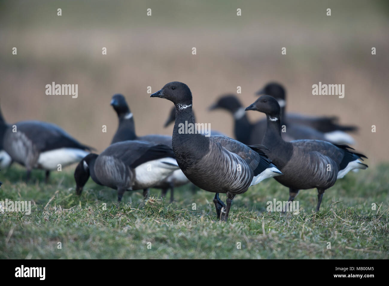 Brant geese hi-res stock photography and images - Alamy