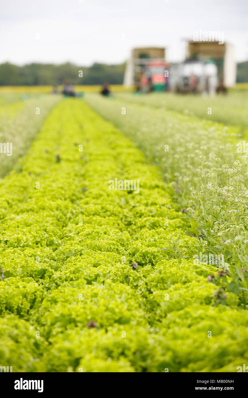 Picking and packing hi-res stock photography and images - Alamy