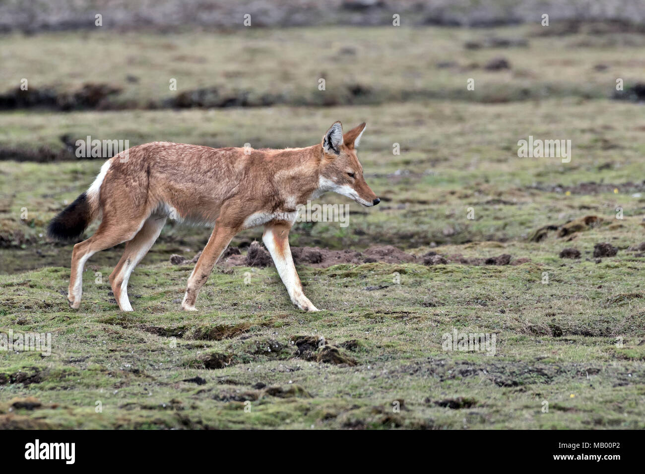 Simien Wolf (Canis simiens), Sanetti plateau, Ethiopia Stock Photo - Alamy