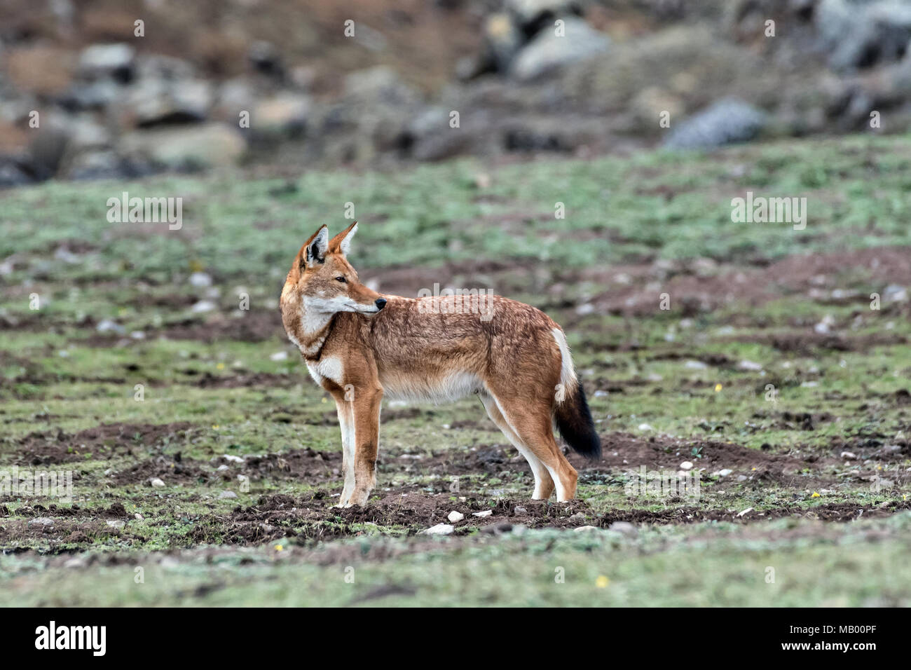Simien Wolf (Canis simiens), Sanetti plateau, Ethiopia Stock Photo - Alamy