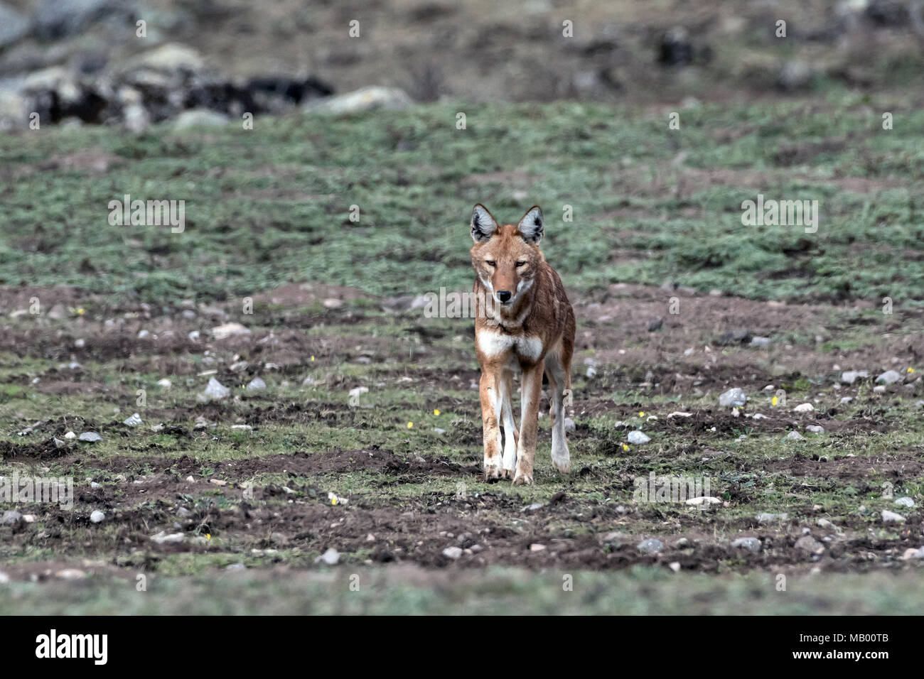 Simien Wolf (Canis simiens), Sanetti plateau, Ethiopia Stock Photo - Alamy
