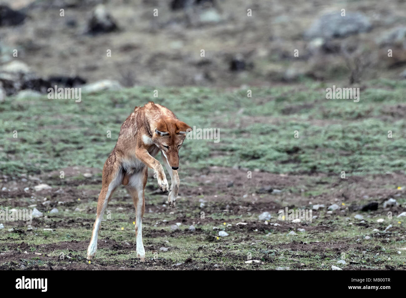 Simien Wolf (Canis simiens), Sanetti plateau, Ethiopia Stock Photo - Alamy