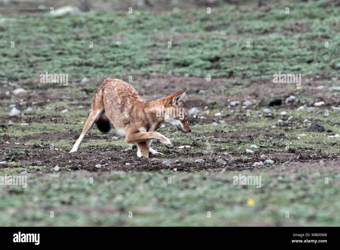 Ethiopian wolves hi-res stock photography and images - Alamy